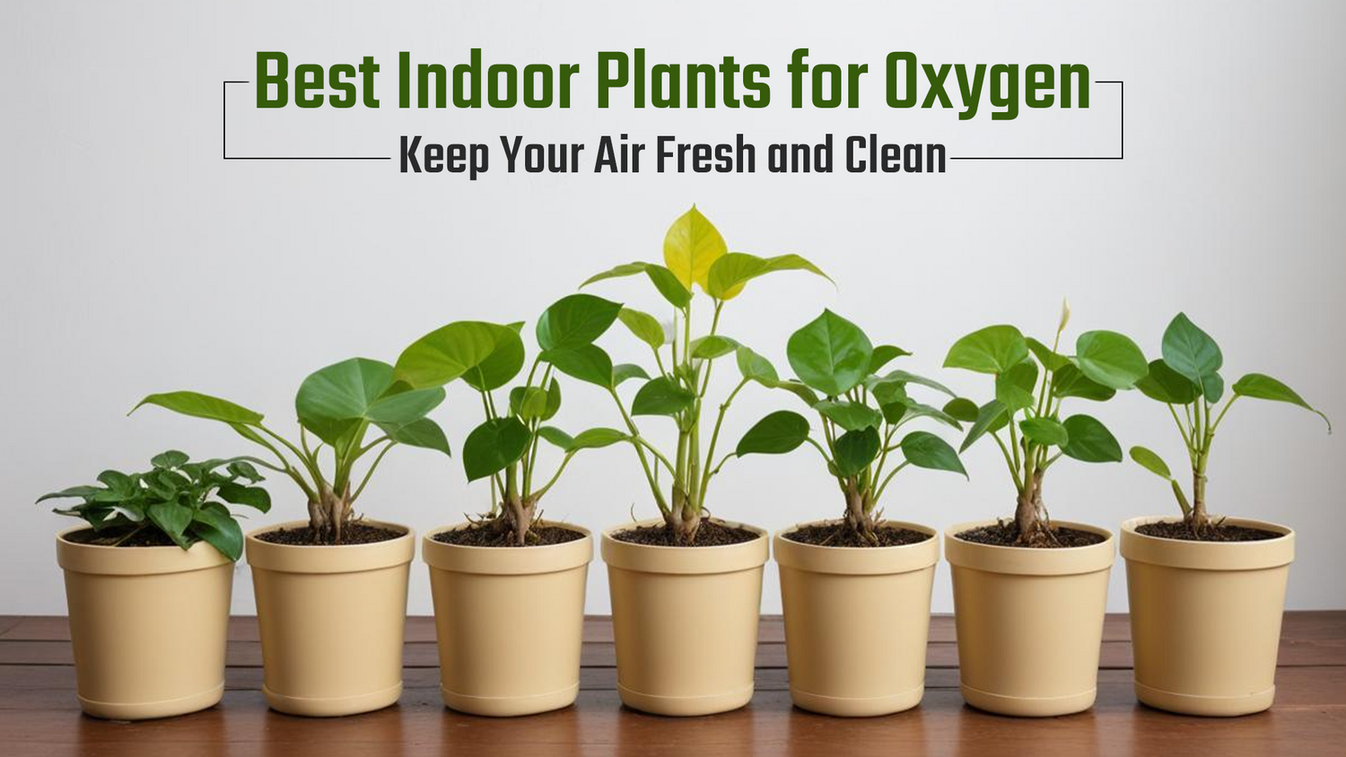 Top Indoor Plants for Clean Air & Oxygen Boost