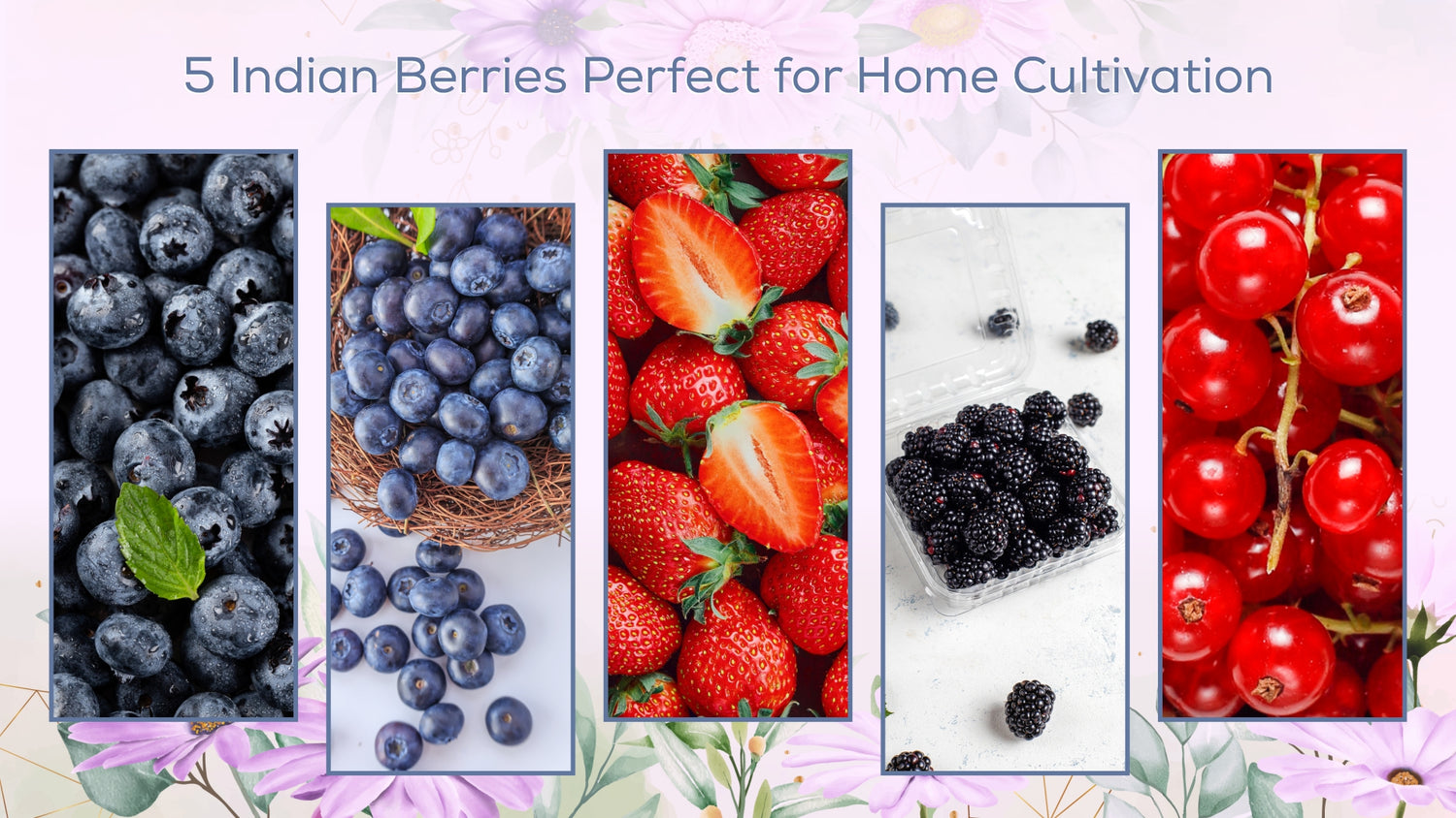 Discover the Top 5 Indian Berries for Your Home Garden