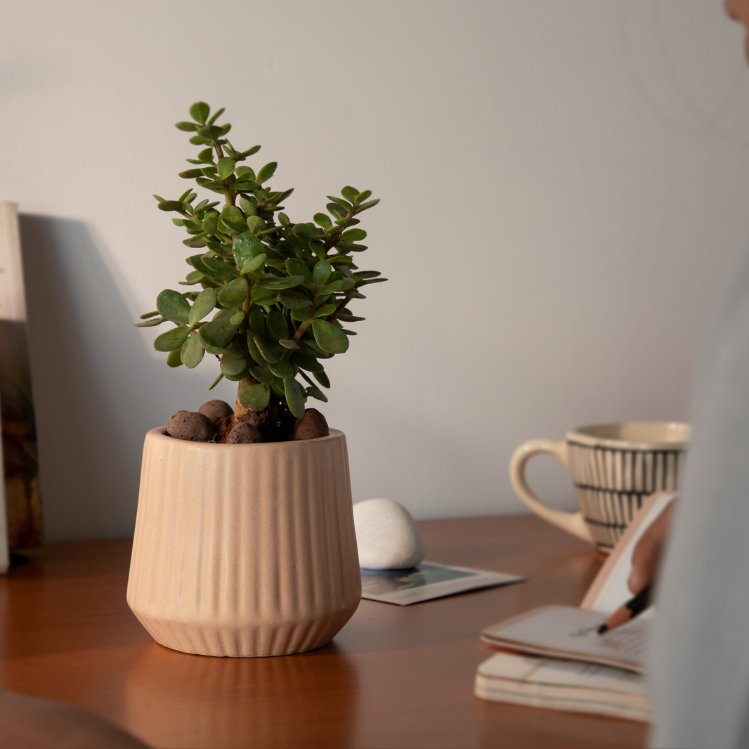 India's Best Online Pot and Planters Store -Bagiyaa