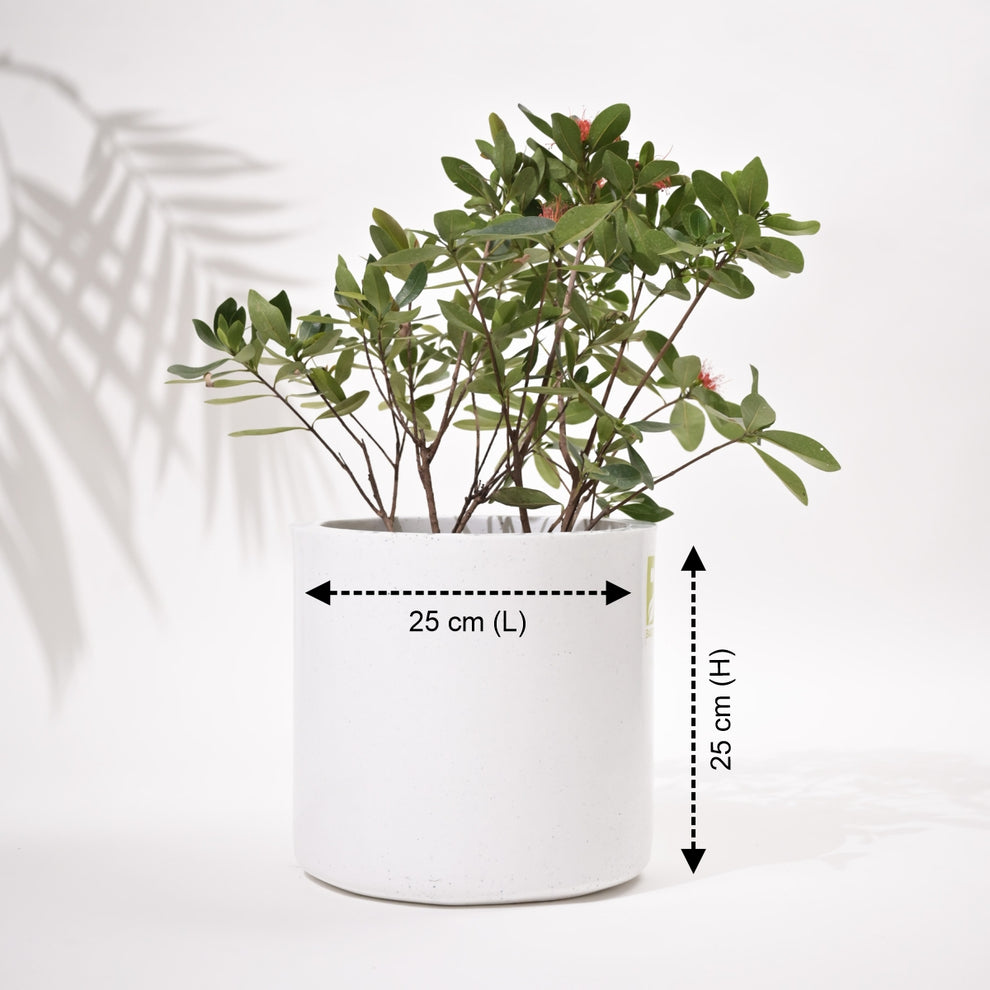 Cubical Round Big Flower Pot for Living Room - Stylish Decor